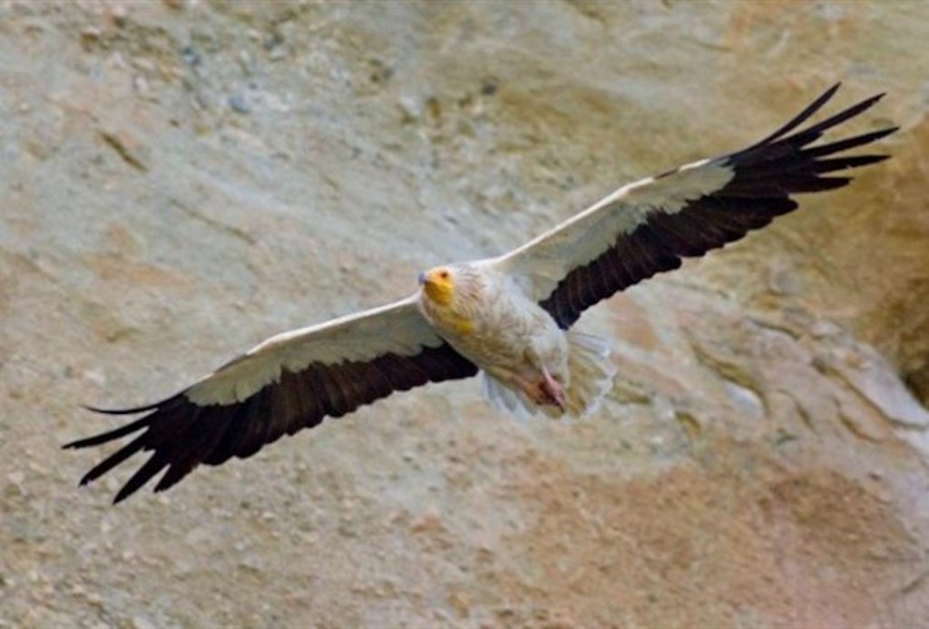 Ασπροπάρης: Μελέτη από Βαλκάνια έως… Νιγηρία για τον Γύπα με τα 21 ...